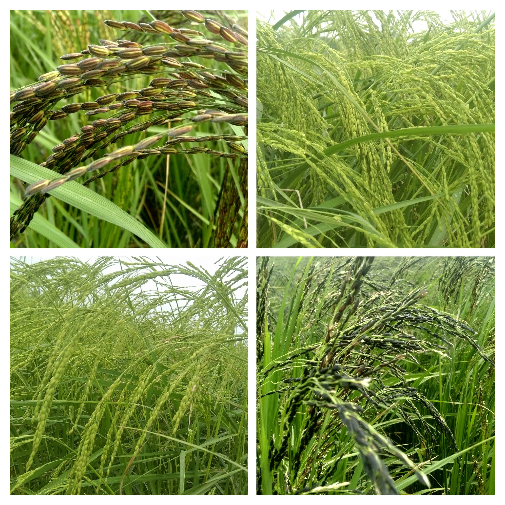 Traditional Paddy on Field- 2017 Samab Season – SVR Organic Way Farm